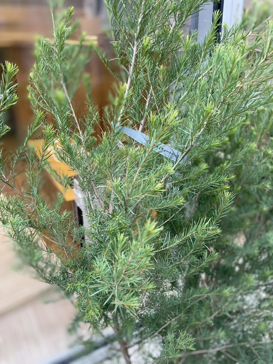 アロマの体験施設「AEAJグリーンテラス」に行ってみた | こころとからだの整え手帖